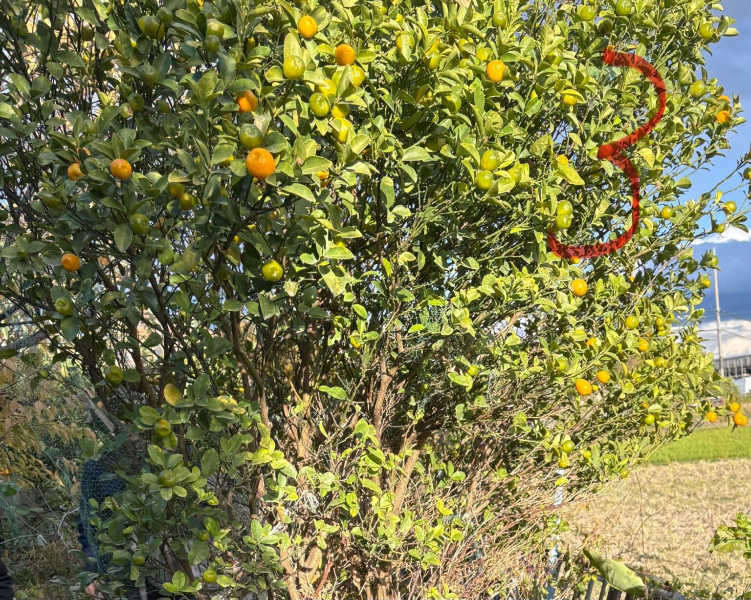 金冠、レモン🍋がもうすぐ収穫 - 自然農 高槻ナチュラルファーム Takatsuki Natural Farm by Shumei ...